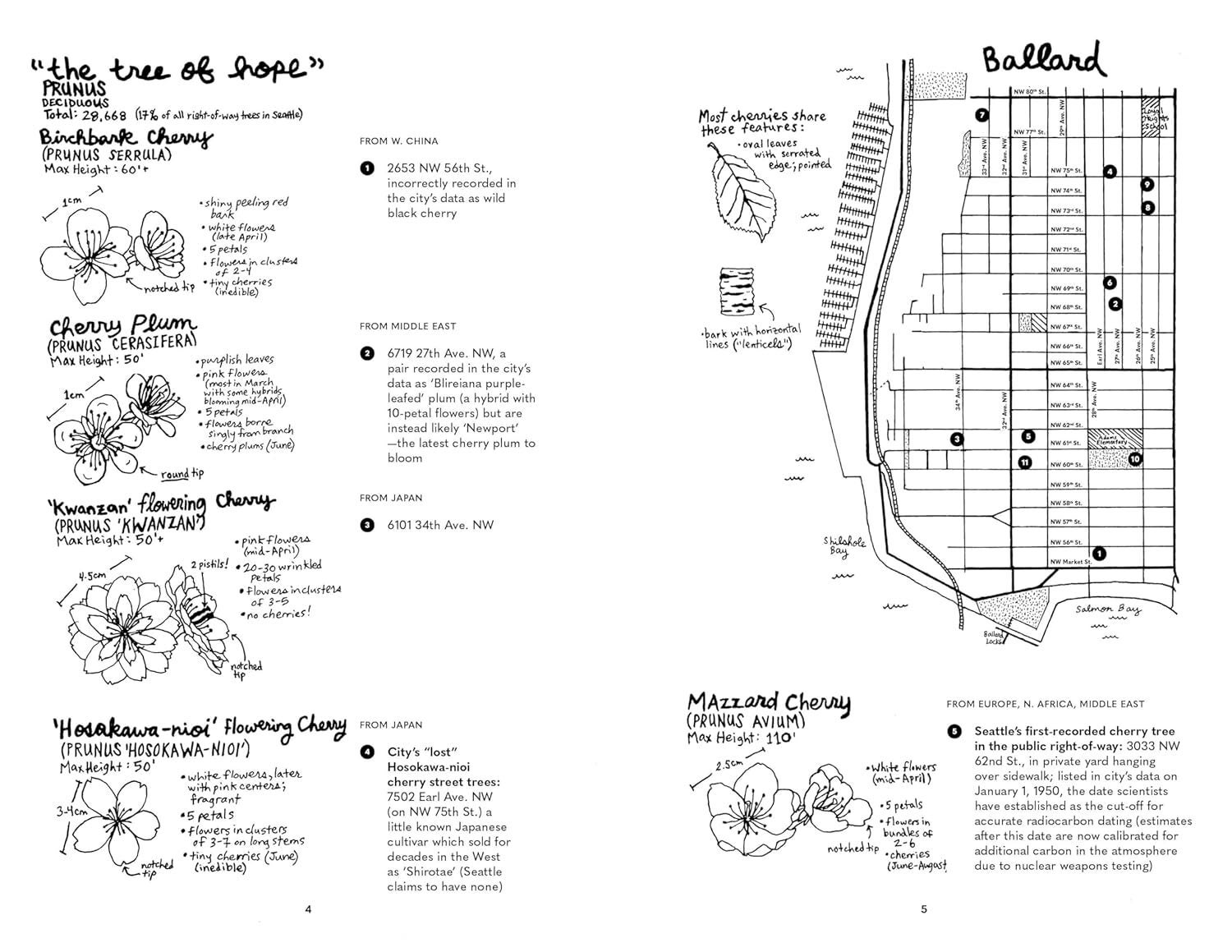Street Trees of Seattle | MOHAI Mercantile